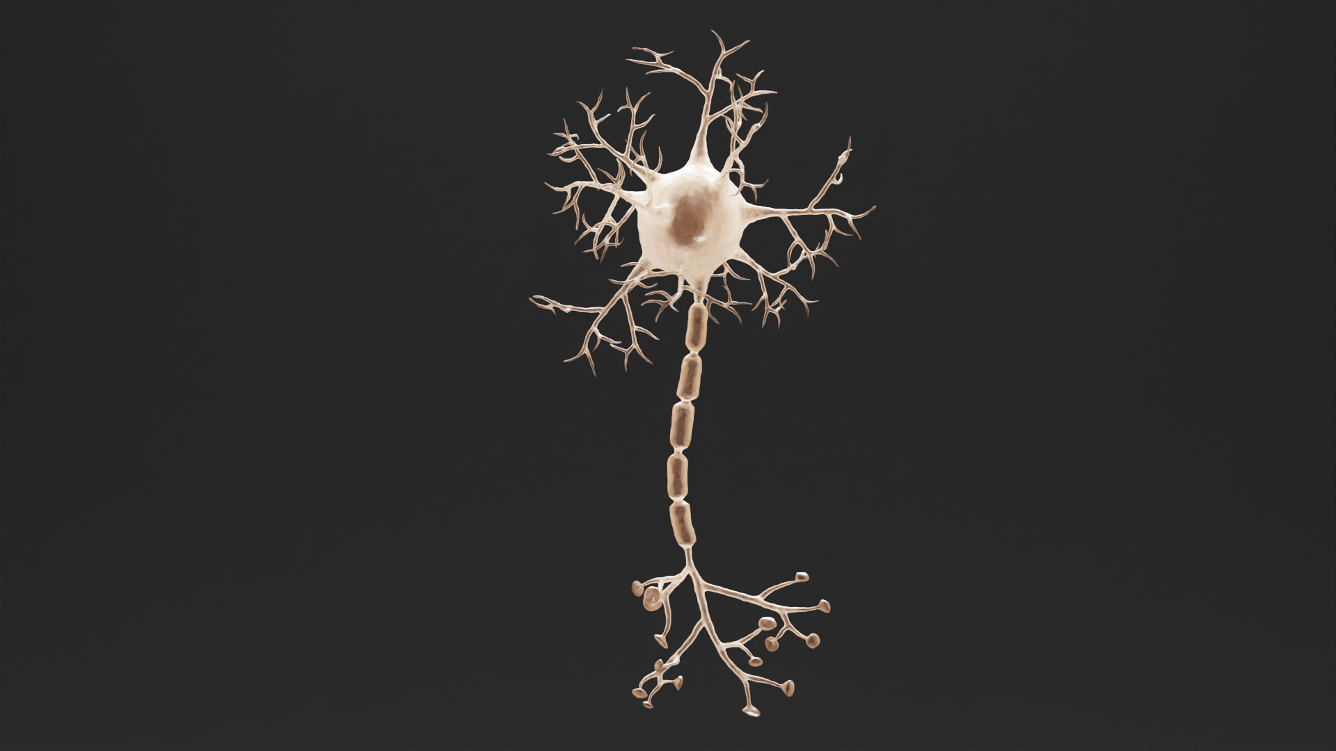 Neuron 3 3D Model - TurboSquid 1770268