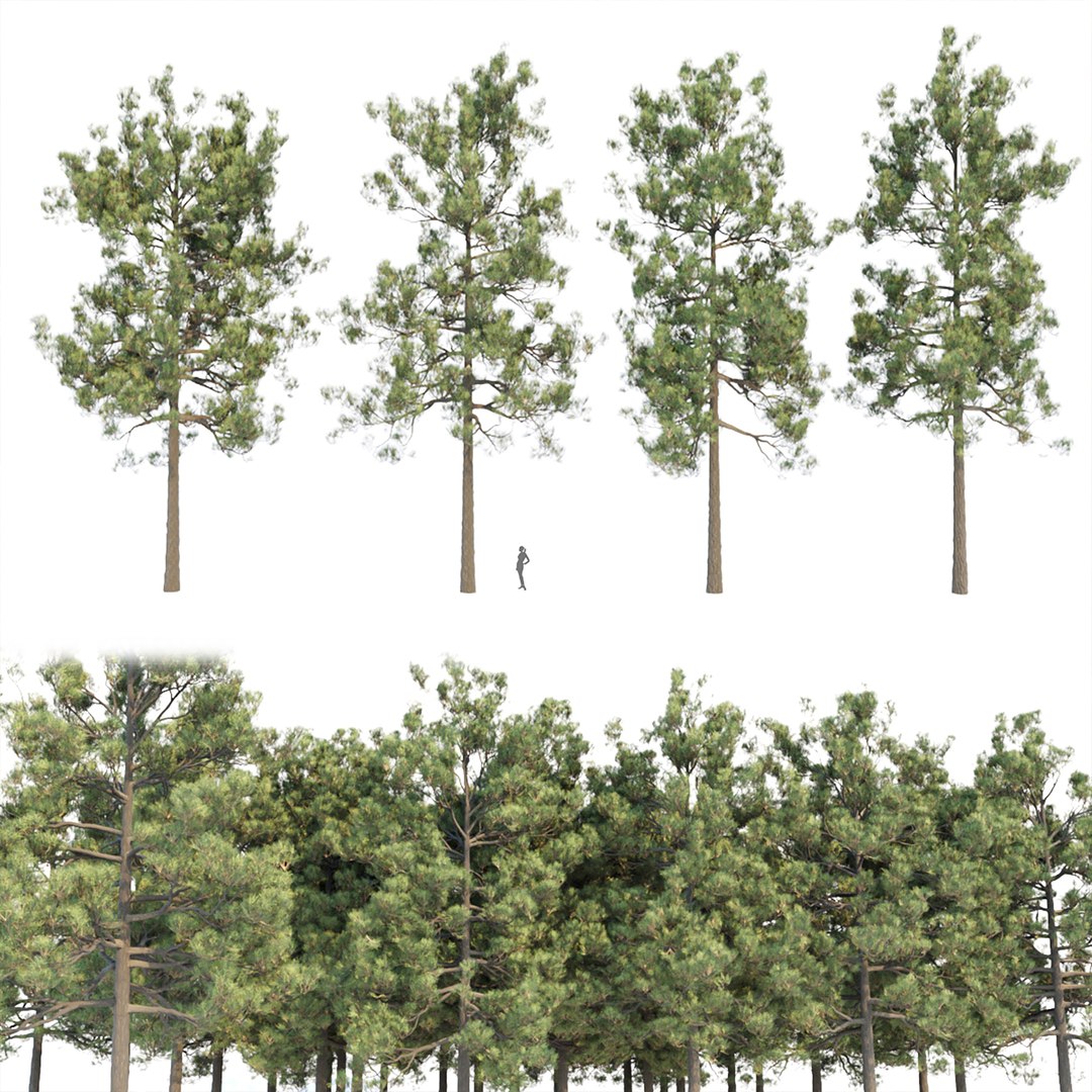3D Pine Trees Collection Vol 19 - TurboSquid 1957556