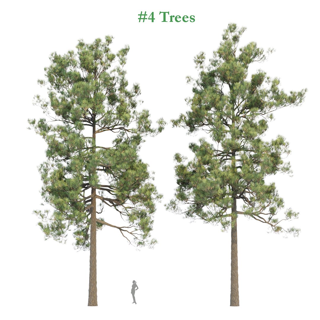 3D Pine Trees Collection Vol 19 - TurboSquid 1957556