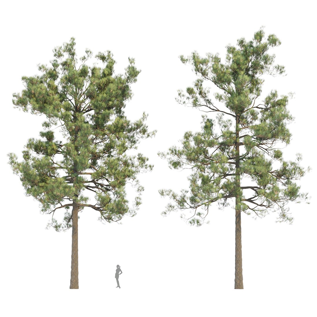 3D Pine Trees Collection Vol 19 - TurboSquid 1957556