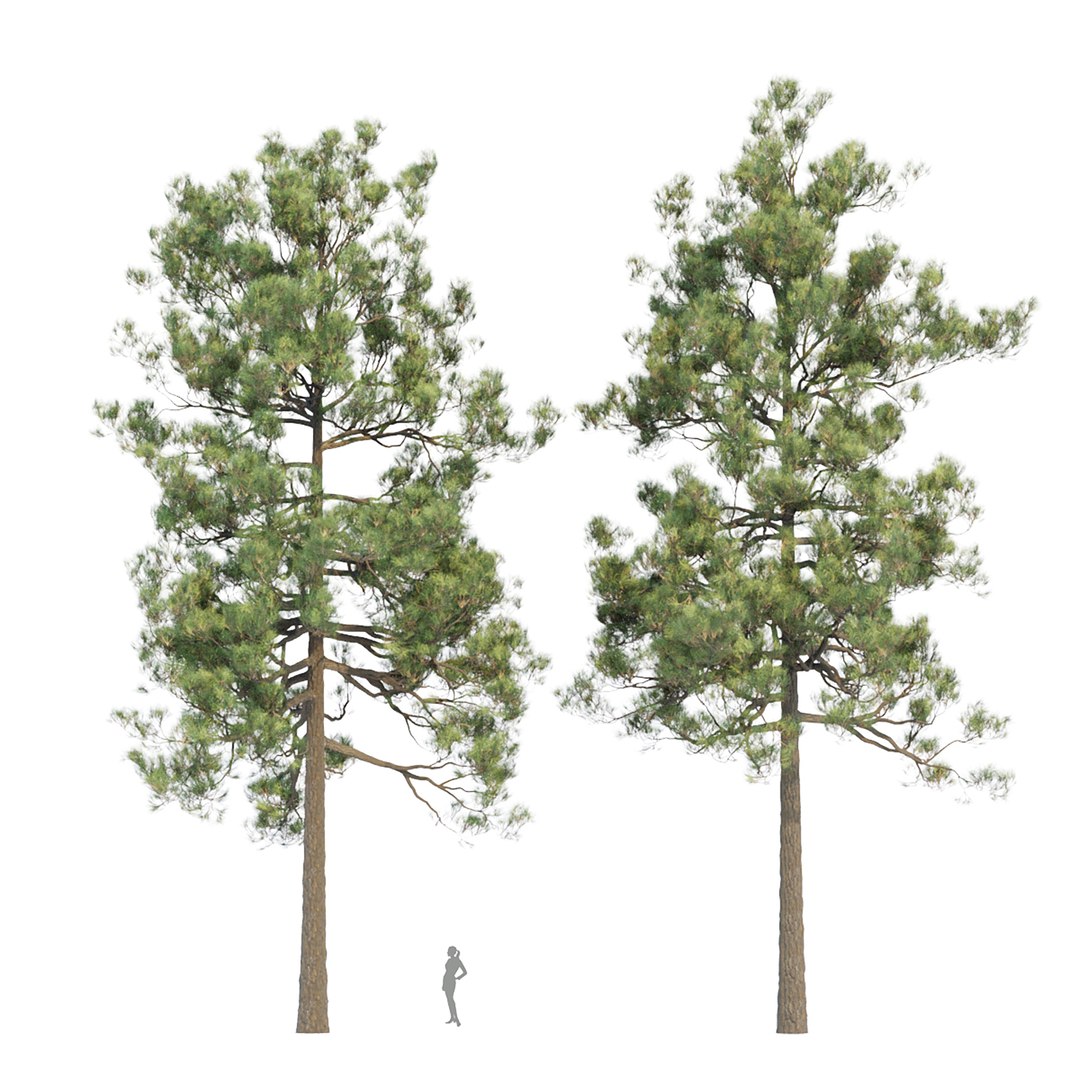 3D Pine Trees Collection Vol 19 - TurboSquid 1957556