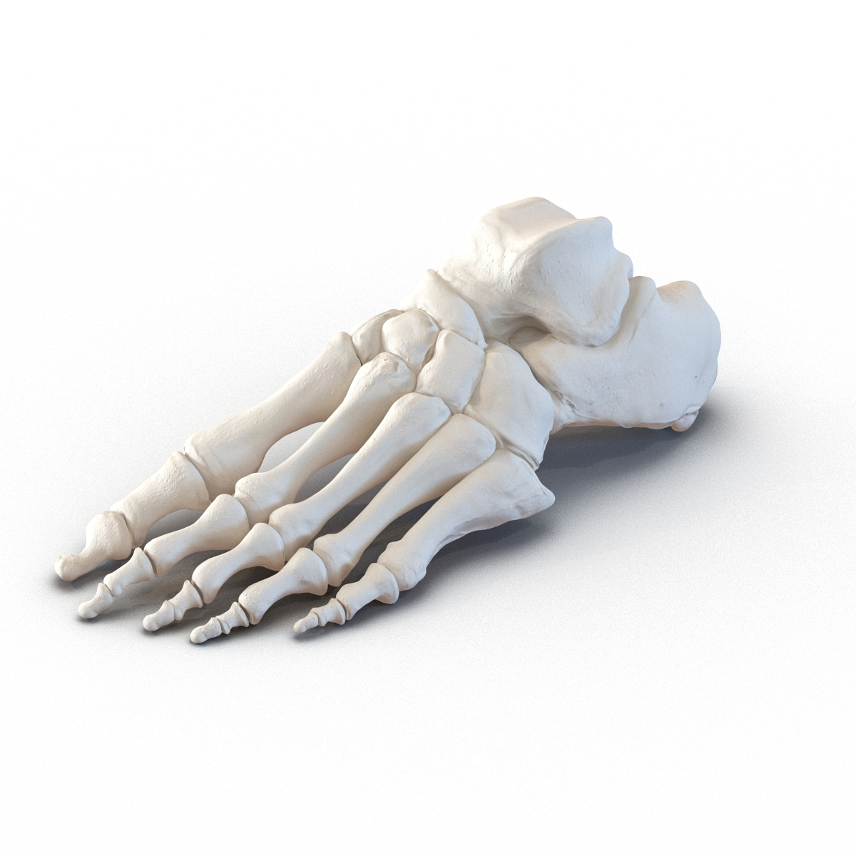 female skeleton human skull 3d model