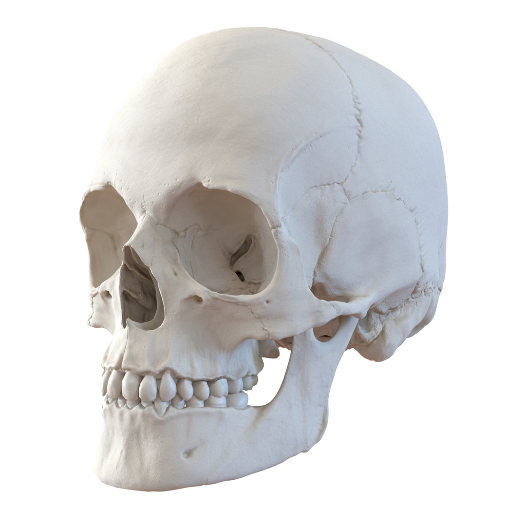 female skeleton human skull 3d model