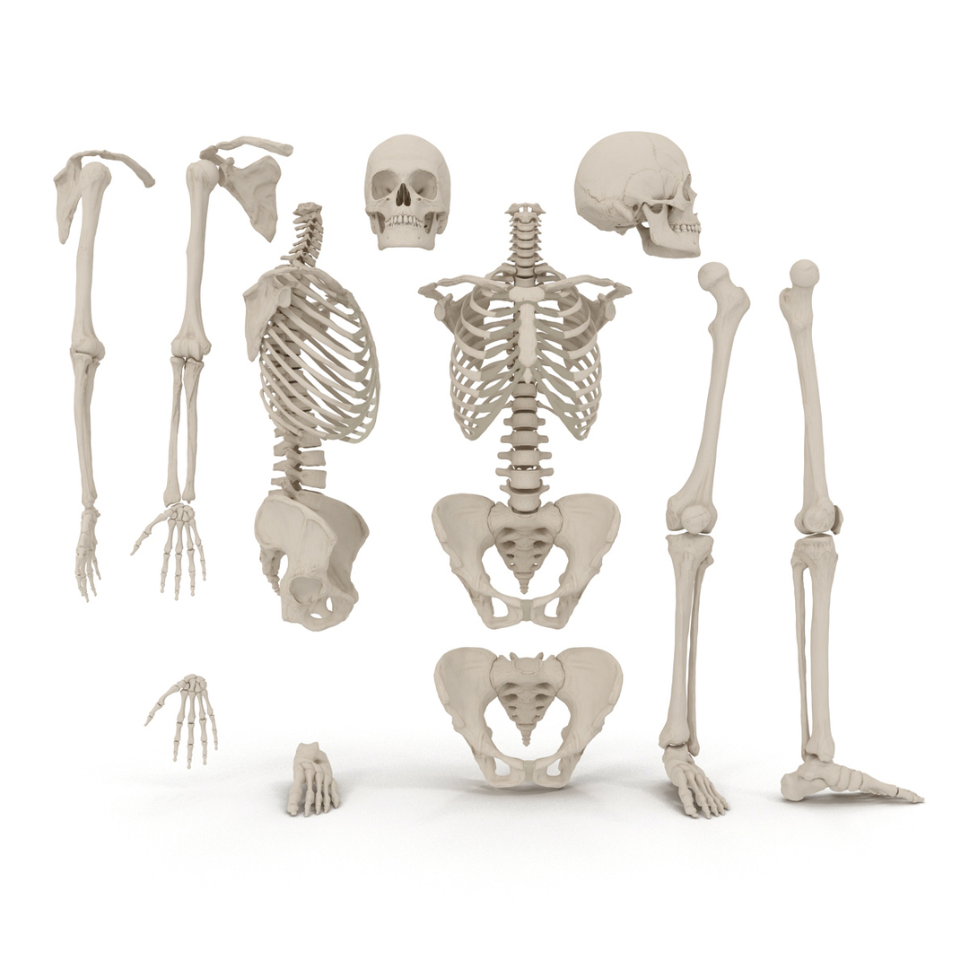 female skeleton human skull 3d model