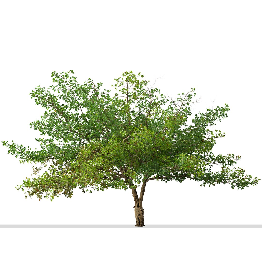 Set Of Terminalia Catappa Or Indian Almond Tree - 2 Trees 3D ...