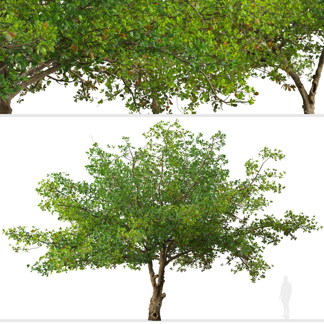 Set Of Terminalia Catappa Or Indian Almond Tree - 2 Trees 3D ...