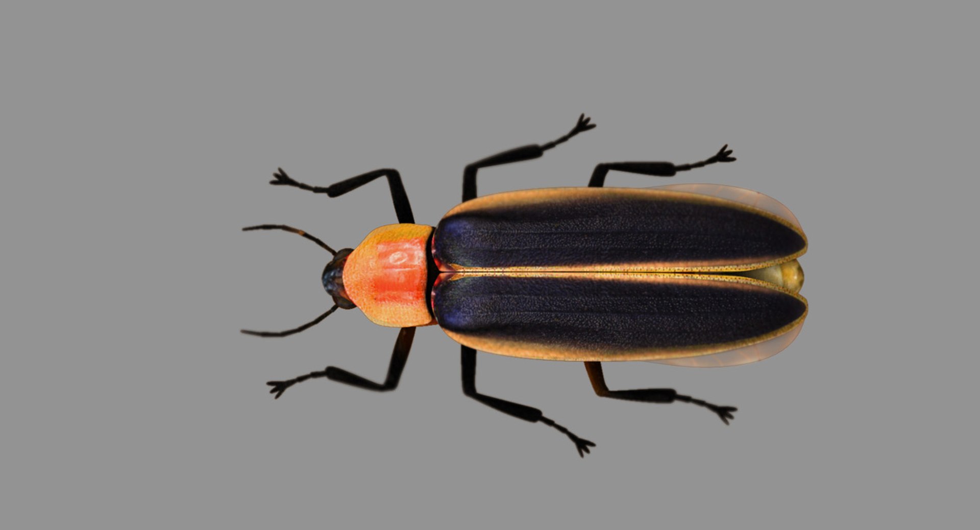 Firefly Model - TurboSquid 1483553