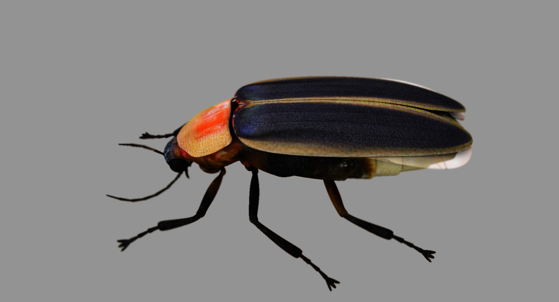 Firefly Model - TurboSquid 1483553