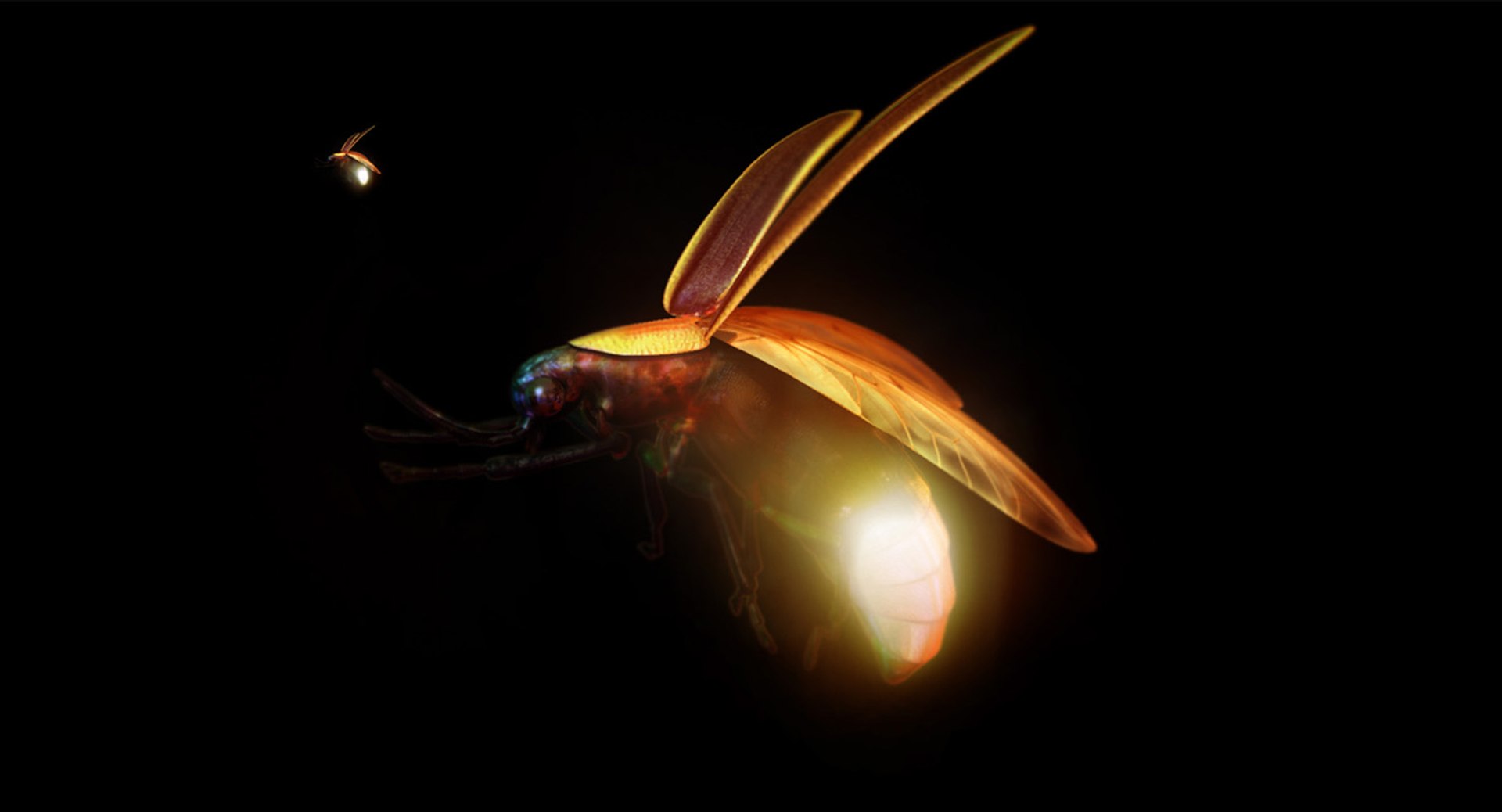 Firefly Model - TurboSquid 1483553