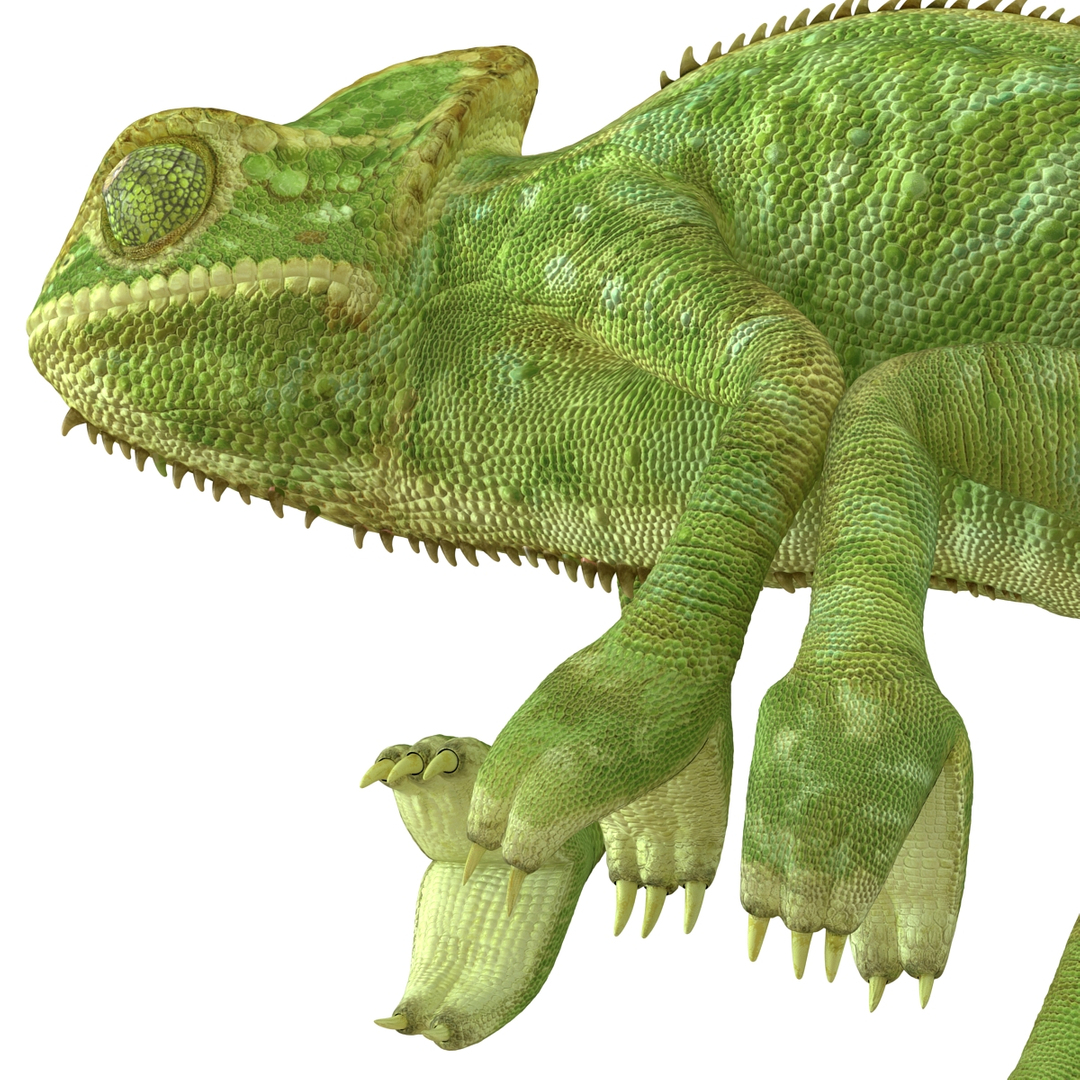3d chameleon pose 2 model