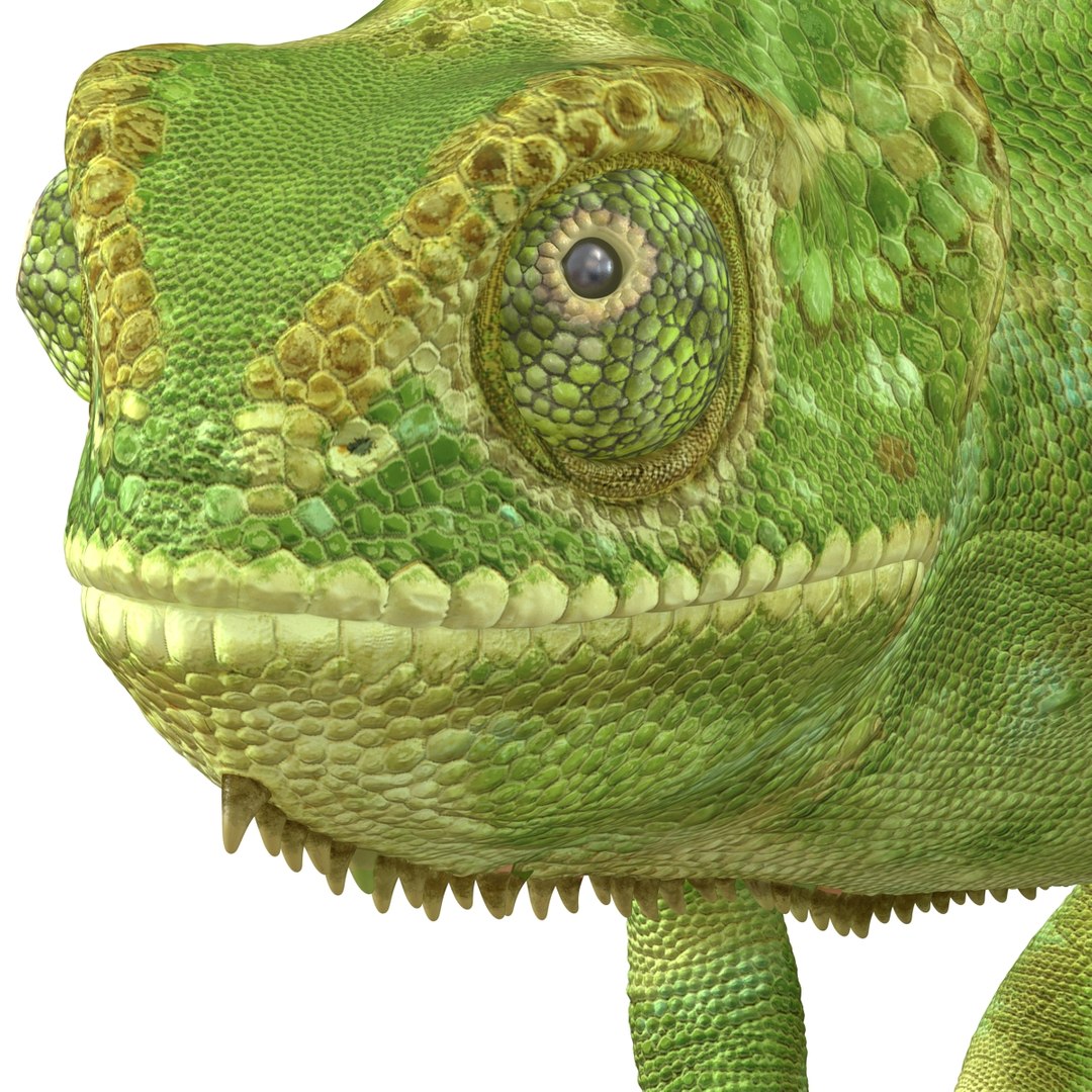 3d chameleon pose 2 model