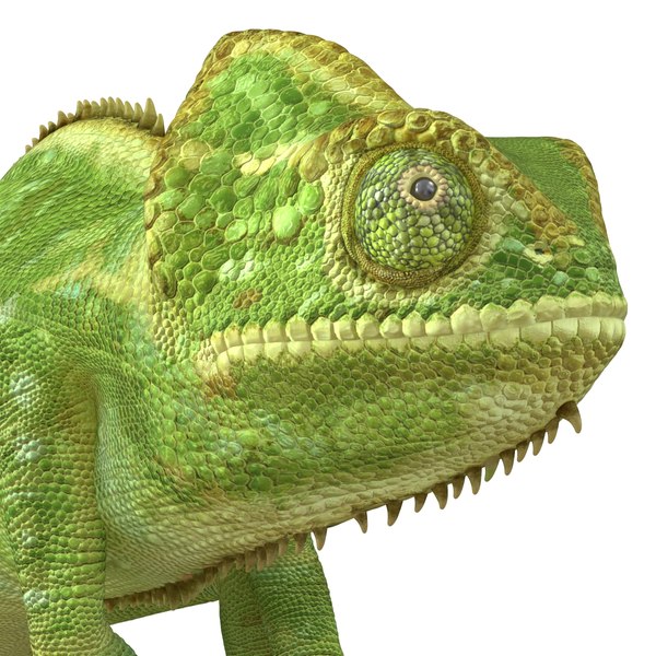 3d chameleon pose 2 model