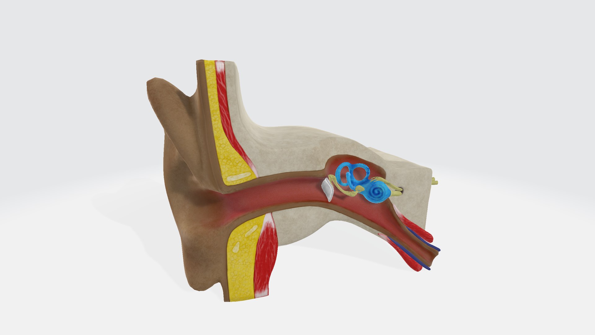 Ear Canal 3D - TurboSquid 2360418