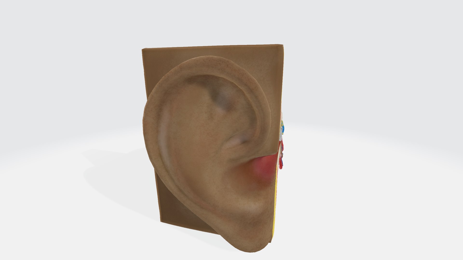 Ear Canal 3D - TurboSquid 2360418