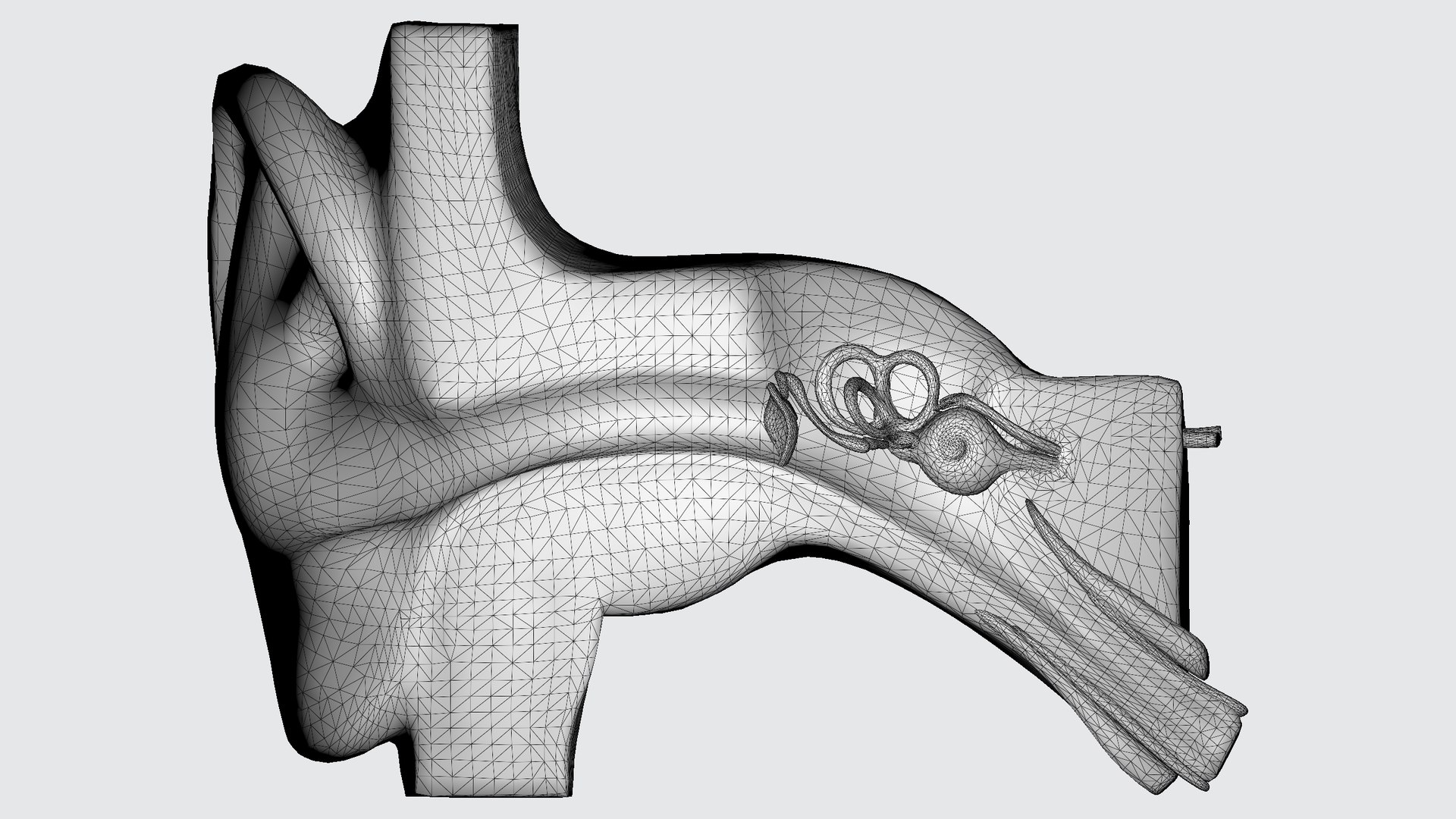 Ear Canal 3D - TurboSquid 2360418