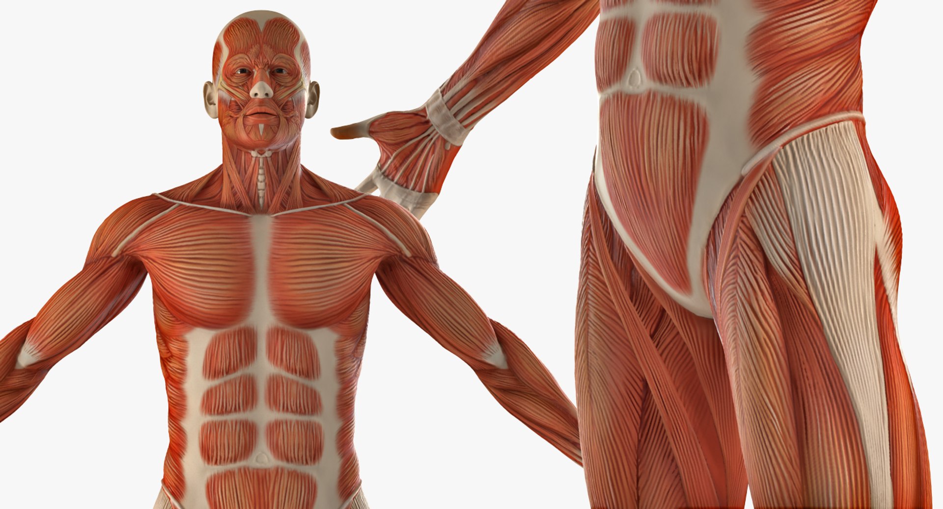 Anatomy Male Muscular 3D Model - TurboSquid 1236282