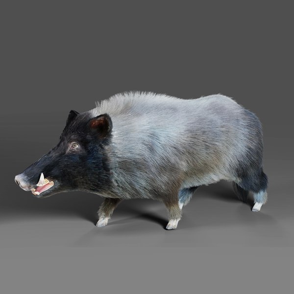 Boar 3D Models for Download | TurboSquid