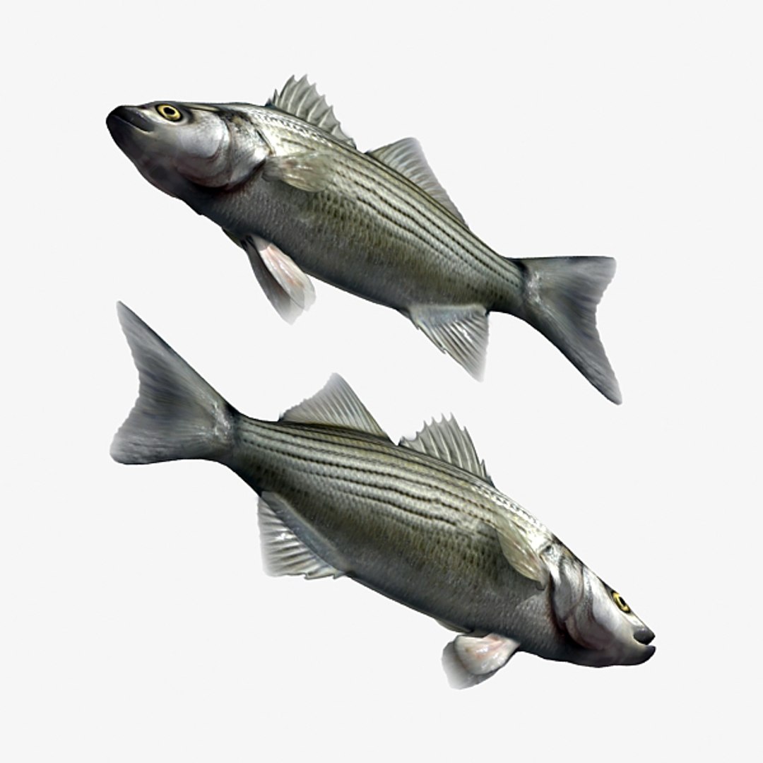 White Bass 3ds