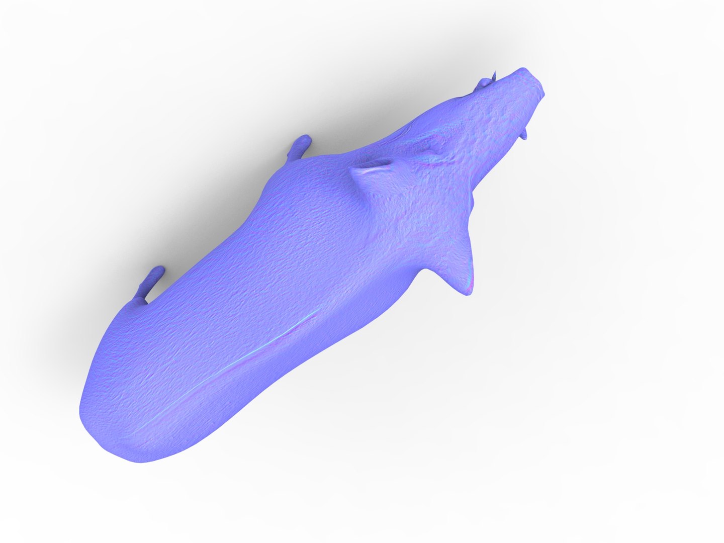 3D Wild Boar Rigged Model - TurboSquid 1242008