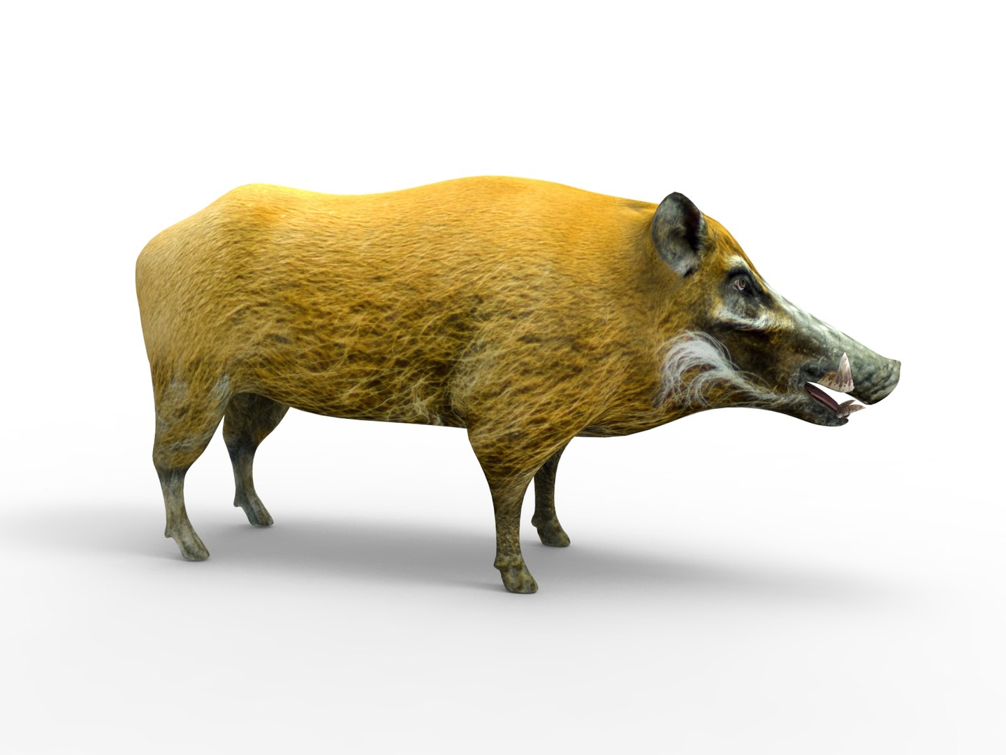 3D Wild Boar Rigged Model - TurboSquid 1242008