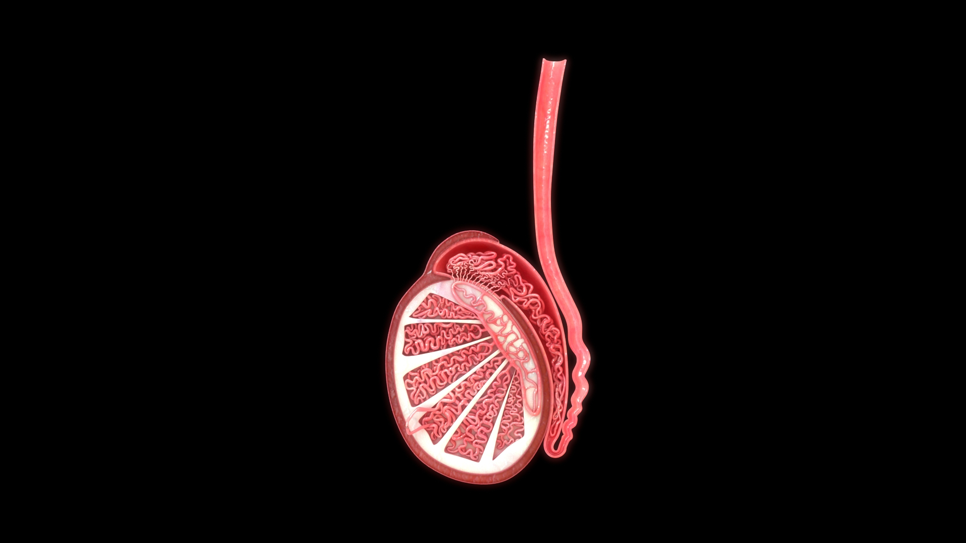 Testis Cross Section 3D Model - TurboSquid 2192751