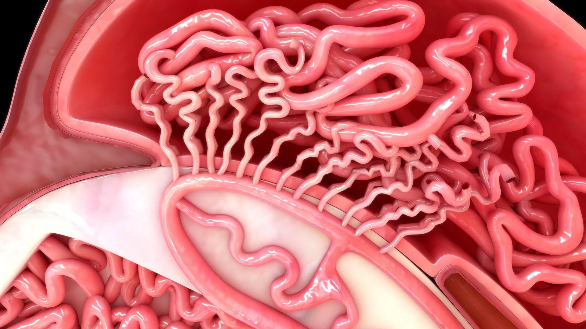Testis Cross Section 3D Model - TurboSquid 2192751