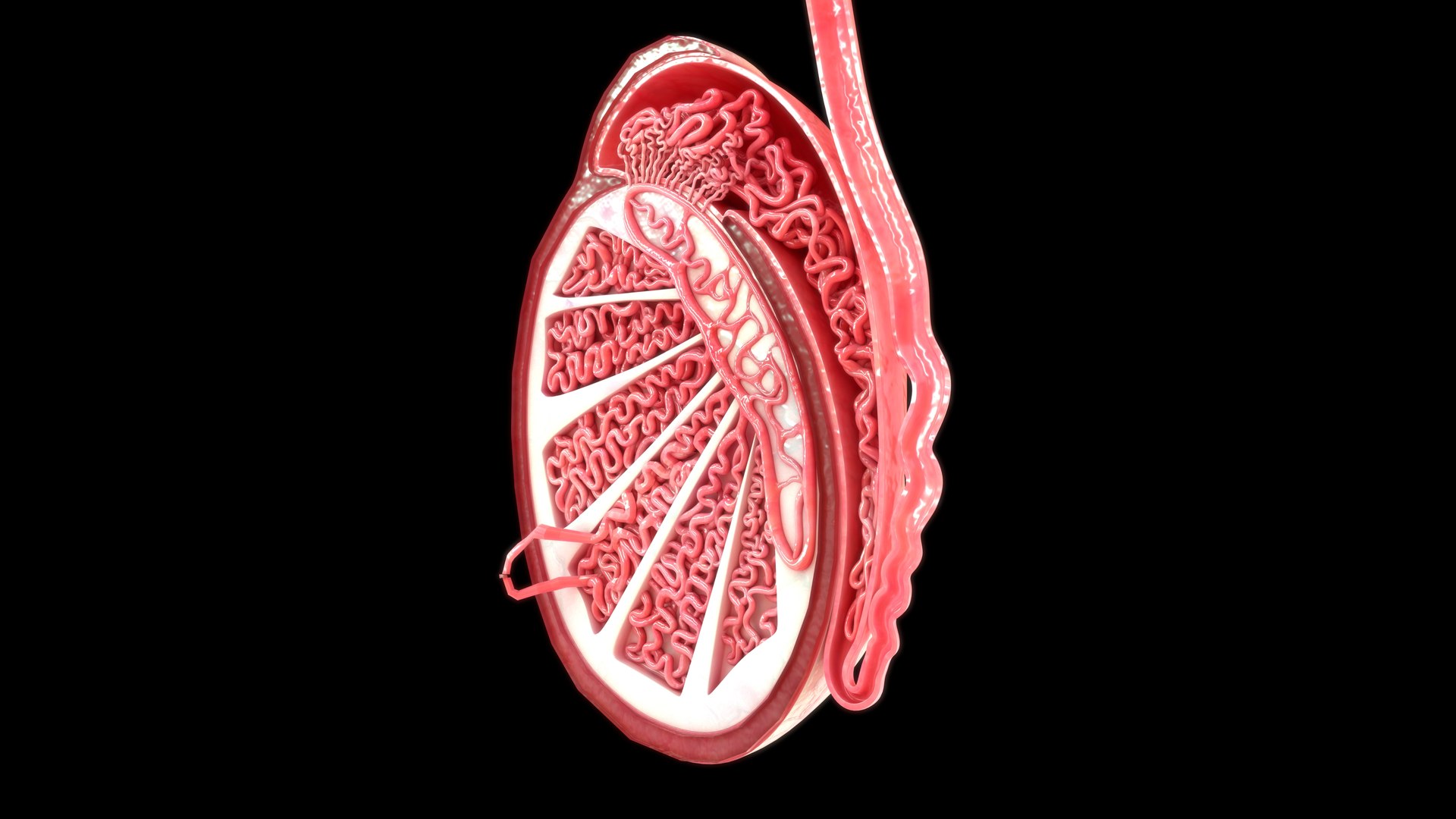 Testis Cross Section 3D Model - TurboSquid 2192751