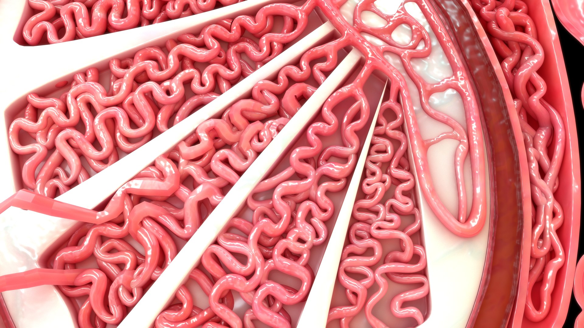Testis Cross Section 3D Model - TurboSquid 2192751
