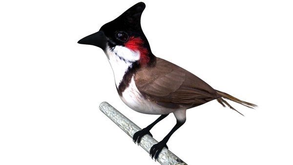 3D Bulbul Models | TurboSquid