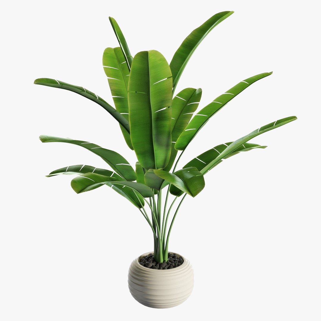 3D Banana Tree Model - TurboSquid 1233530