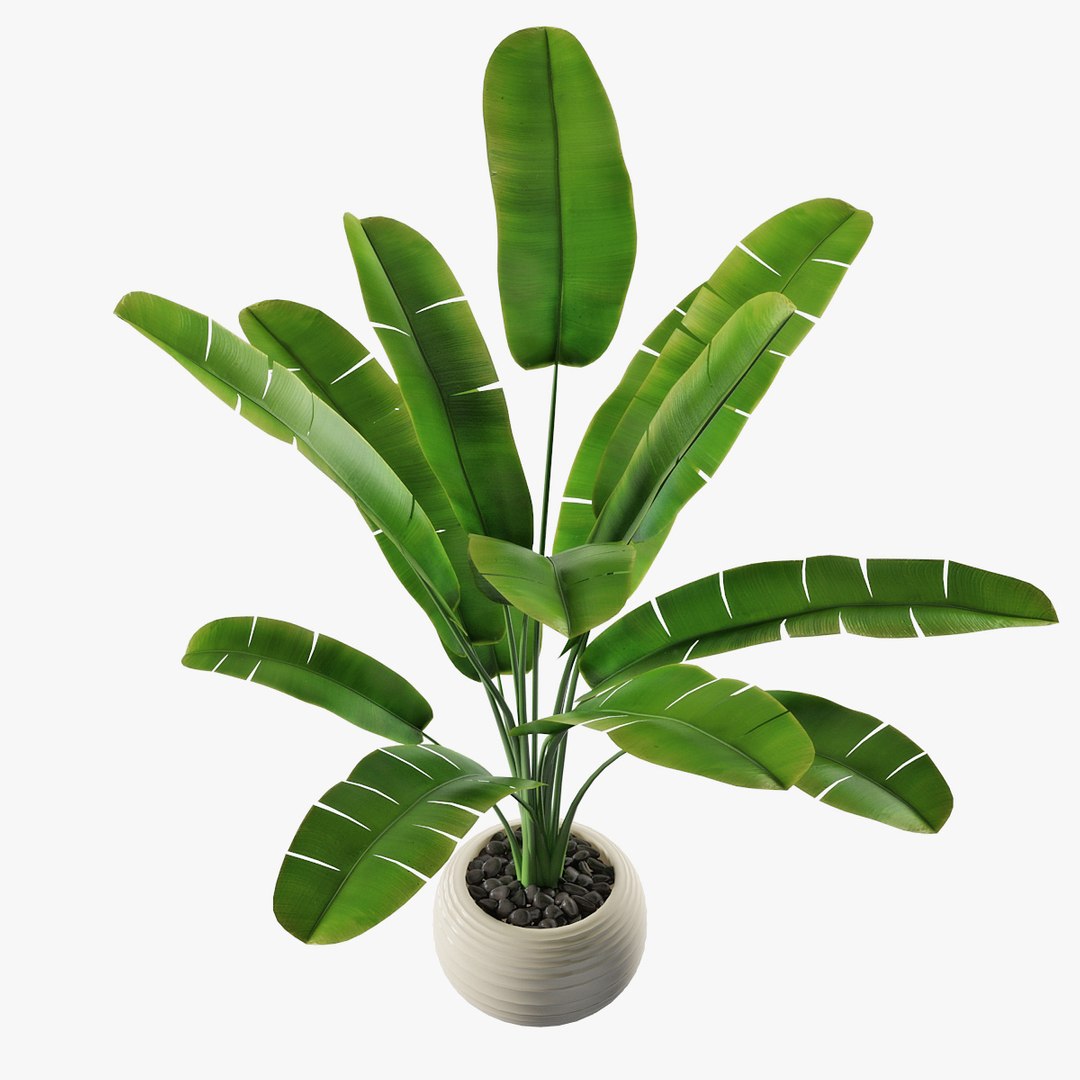 3D Banana Tree Model - TurboSquid 1233530