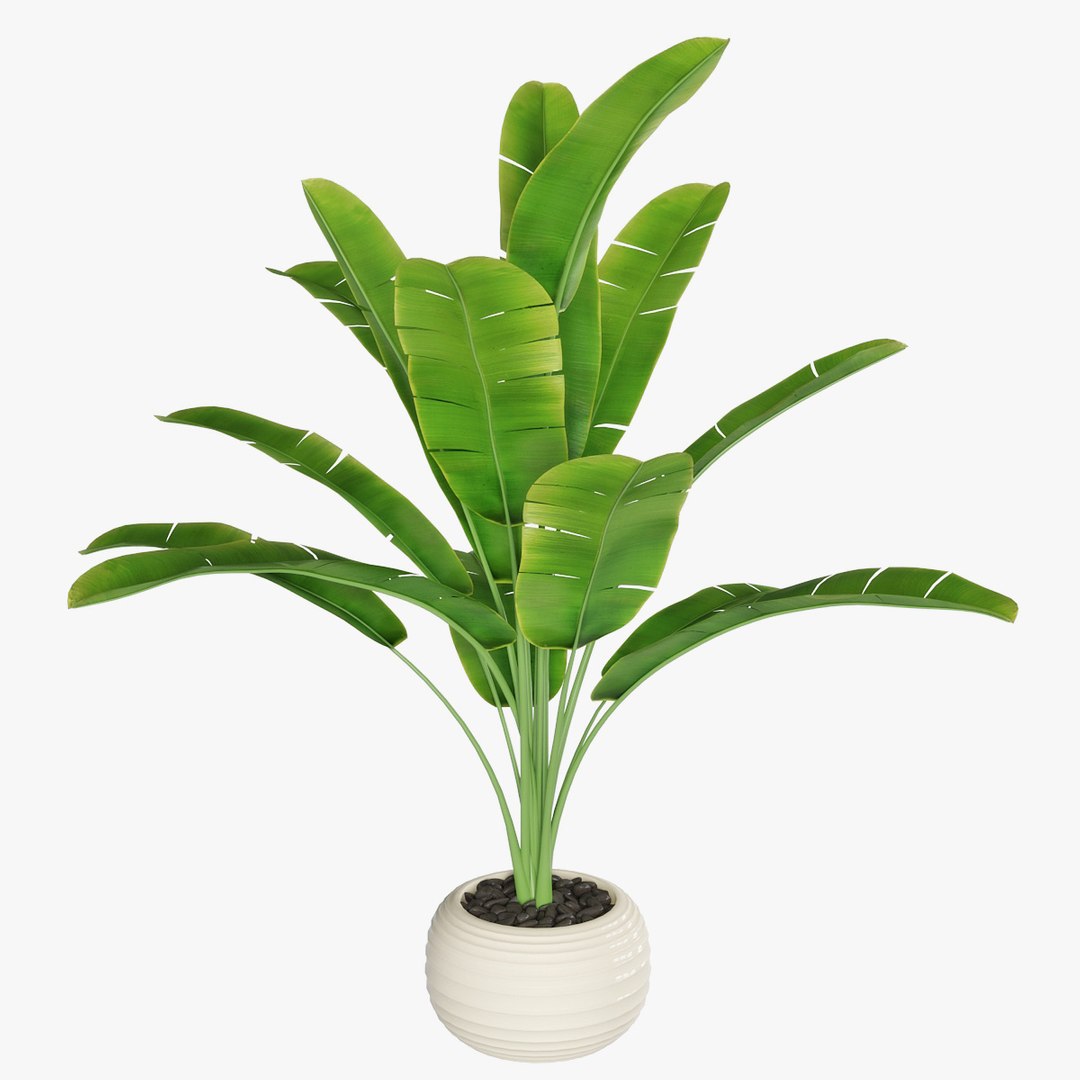 3D Banana Tree Model - TurboSquid 1233530