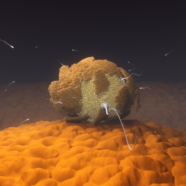 3D Pollination Models | TurboSquid