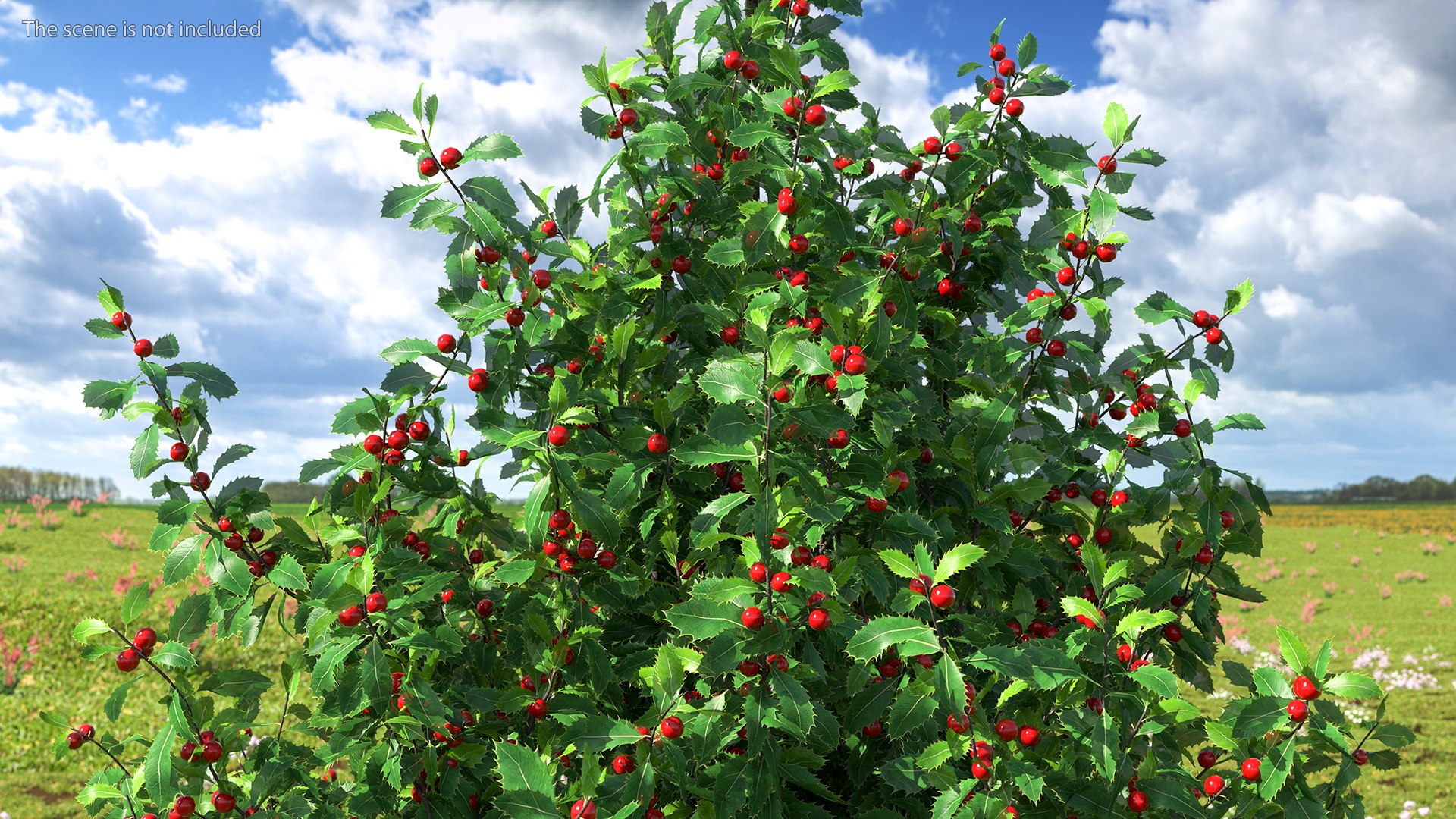 Holly Tree With Berries 3D Model - TurboSquid 1870643