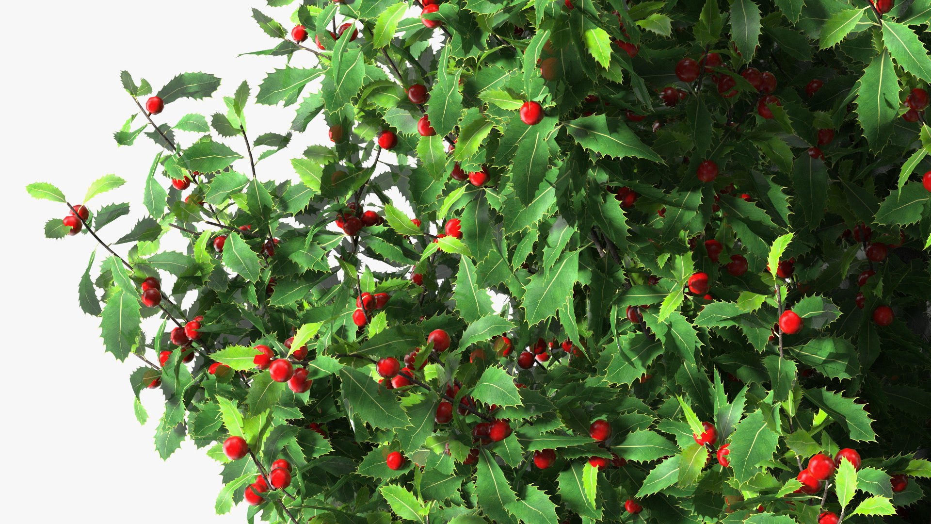 Holly Tree With Berries 3D Model - TurboSquid 1870643