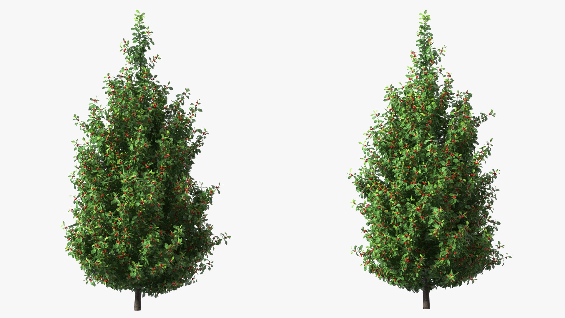 Holly Tree With Berries 3D Model - TurboSquid 1870643