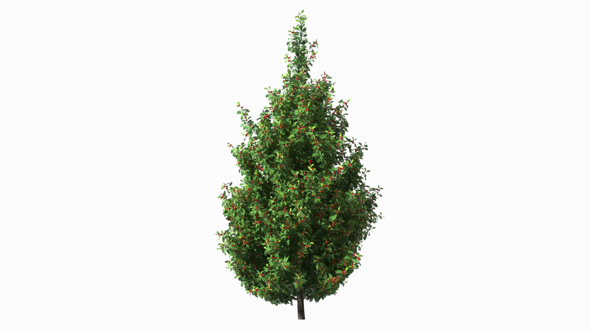 Holly Tree With Berries 3D Model - TurboSquid 1870643