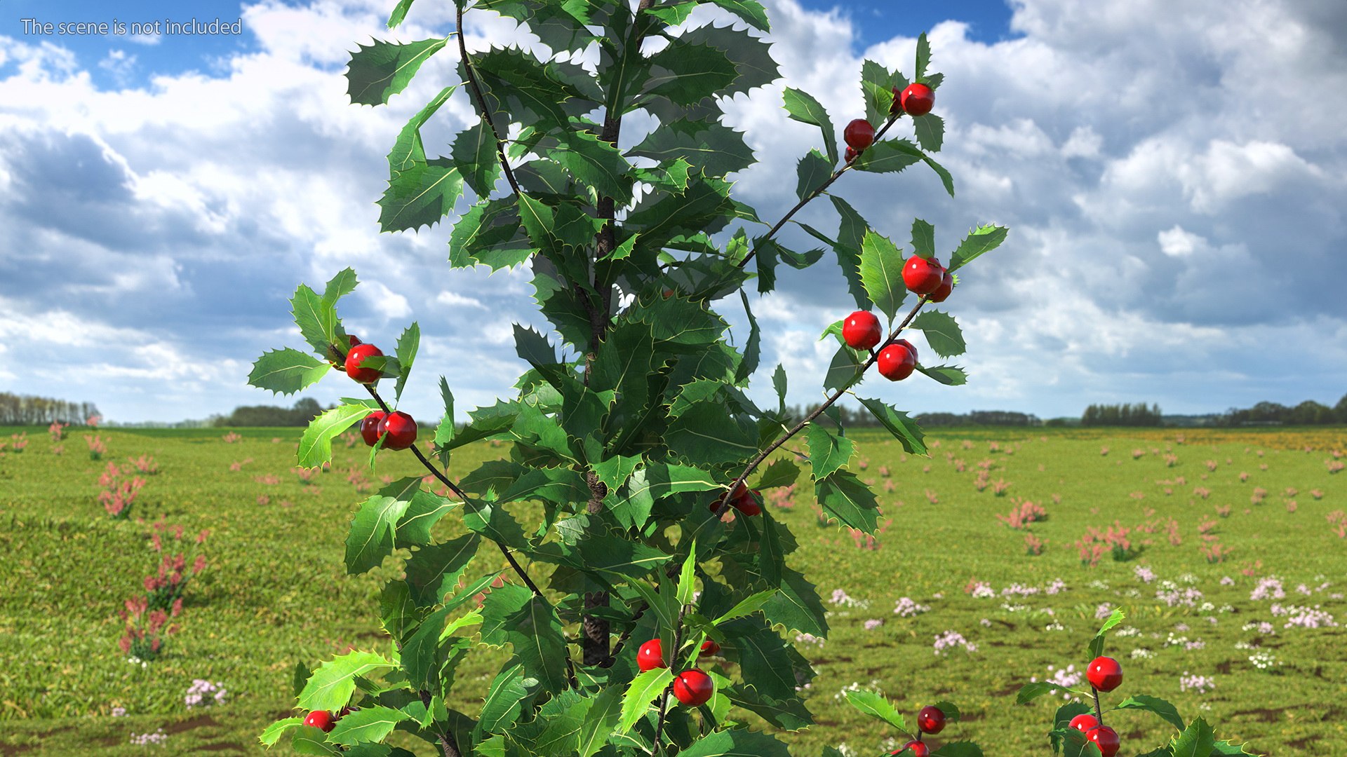 Holly Tree With Berries 3D Model - TurboSquid 1870643