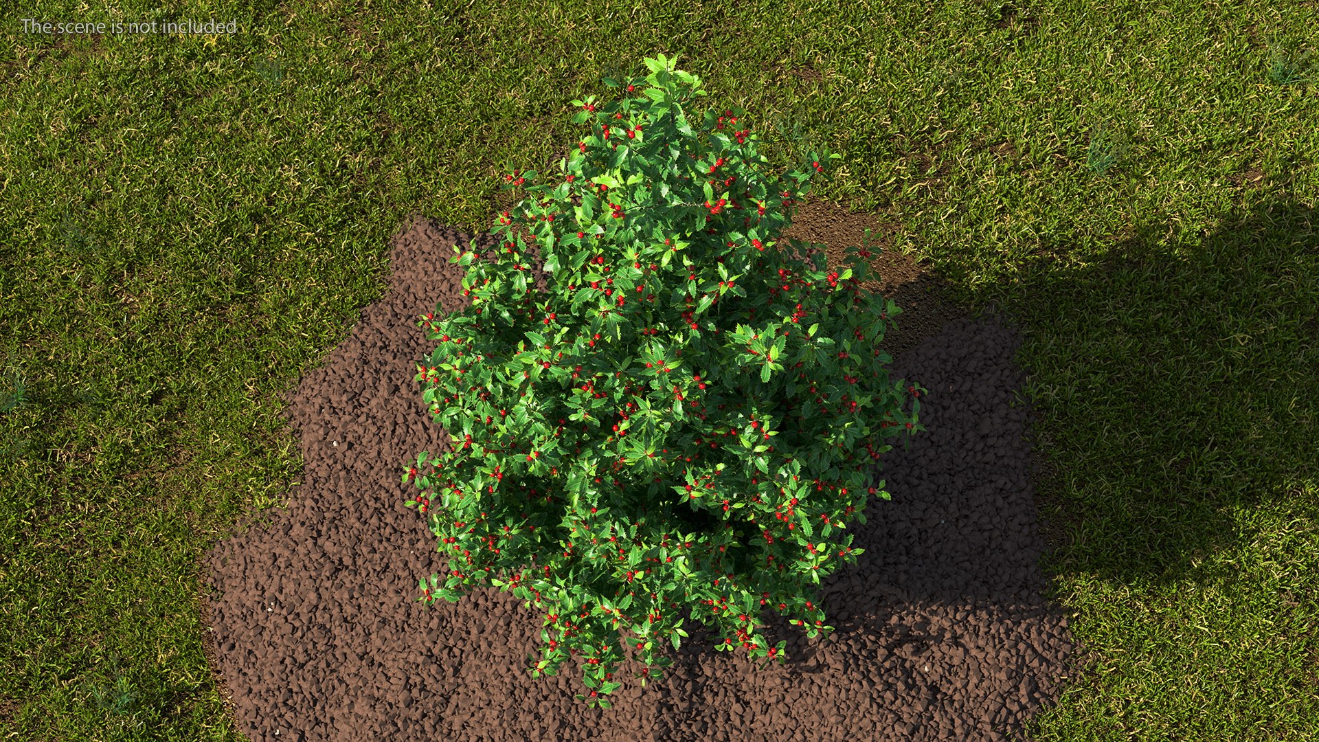 Holly Tree With Berries 3D Model - TurboSquid 1870643
