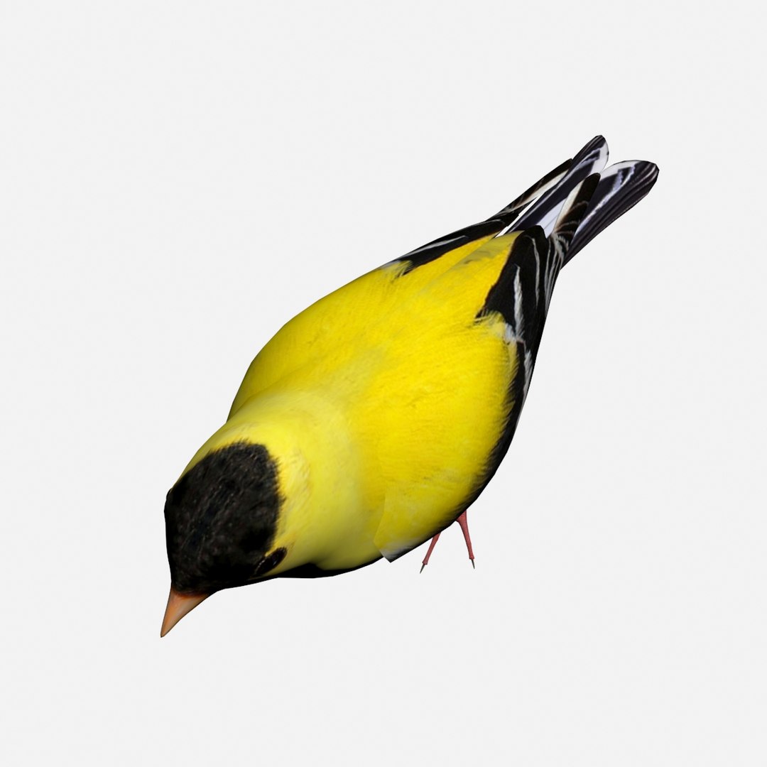 American Goldfinch 3d Model