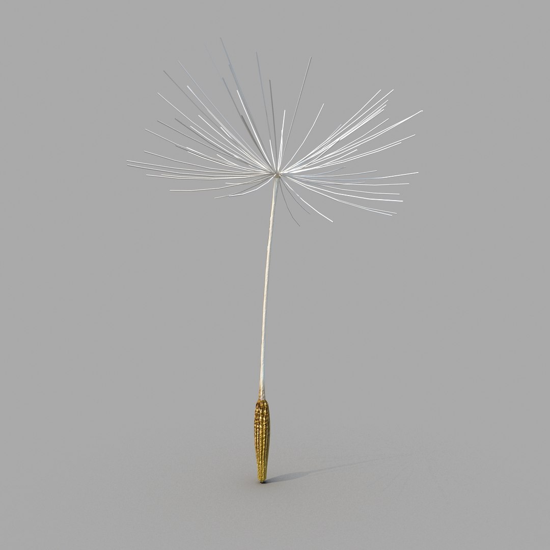 3d Dandelion Model