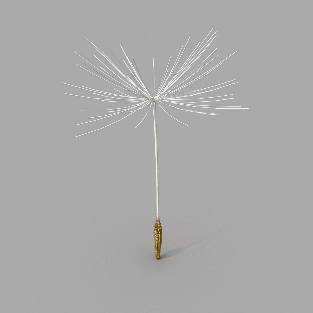 3d Dandelion Model
