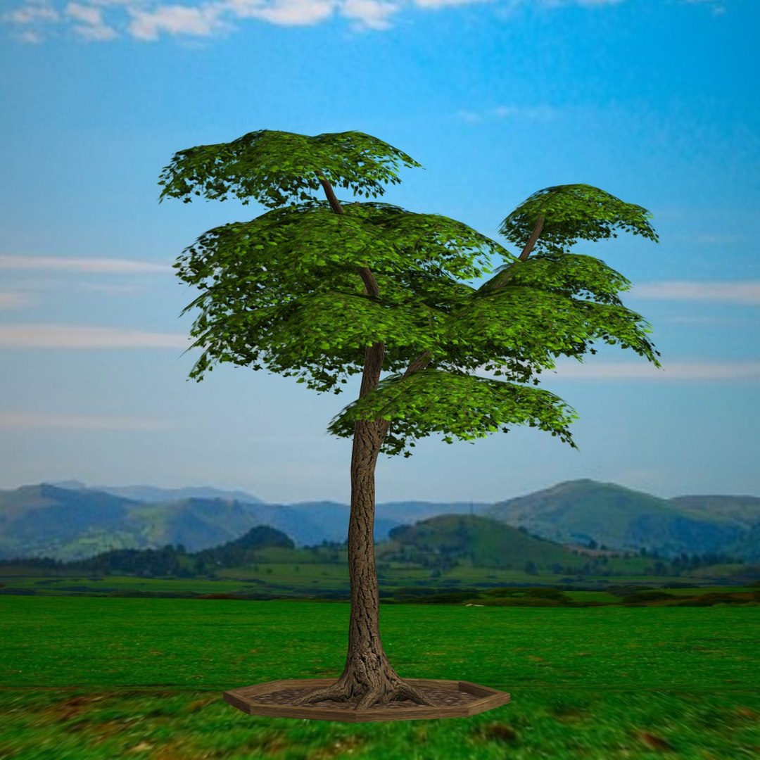 3d Model Of Tree Pl
