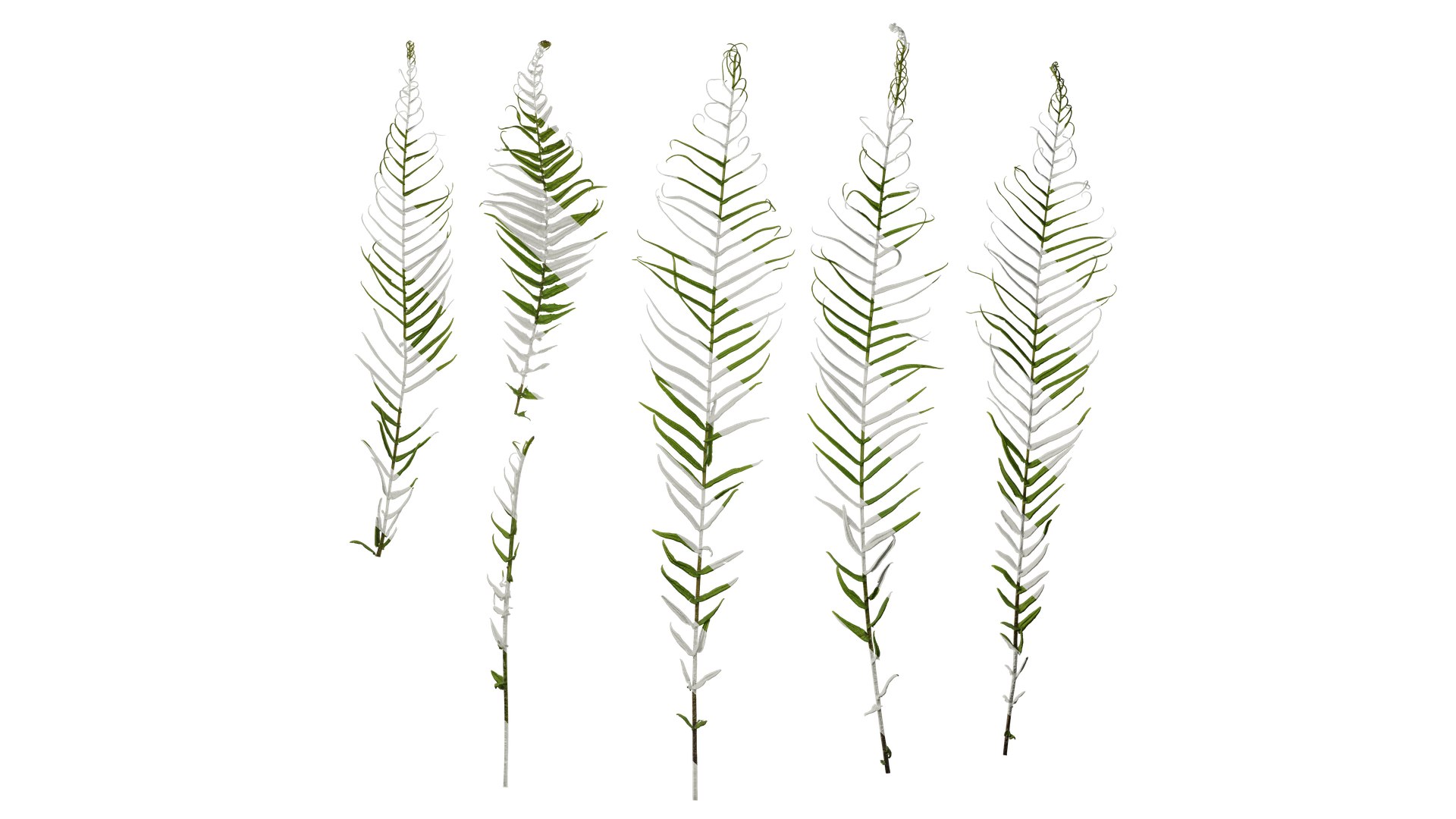 Anydrafts Brainea Insignis Atlas 08 Textures Model - TurboSquid 2350699