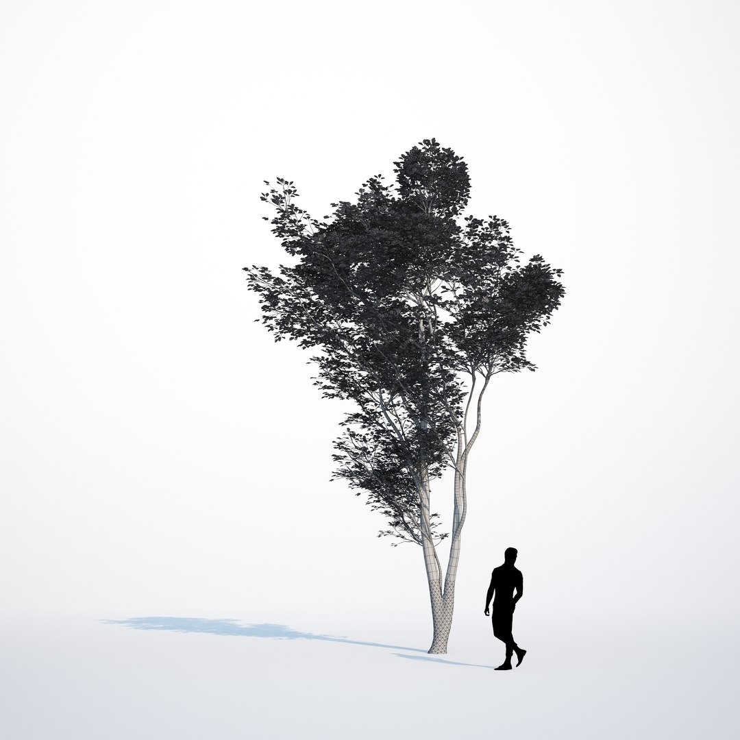 Hornbeam Tree 3d Max