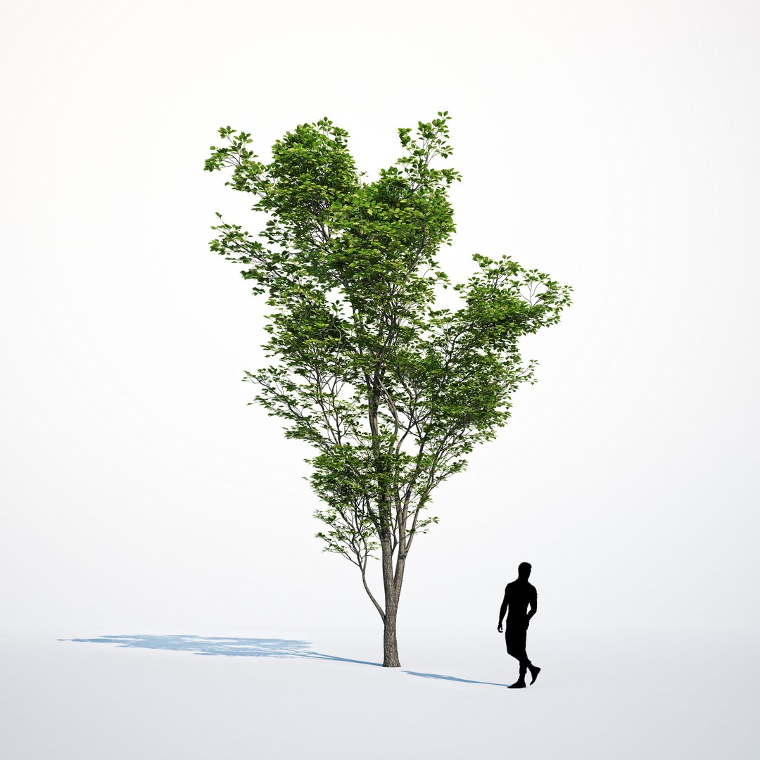 Hornbeam Tree 3d Max