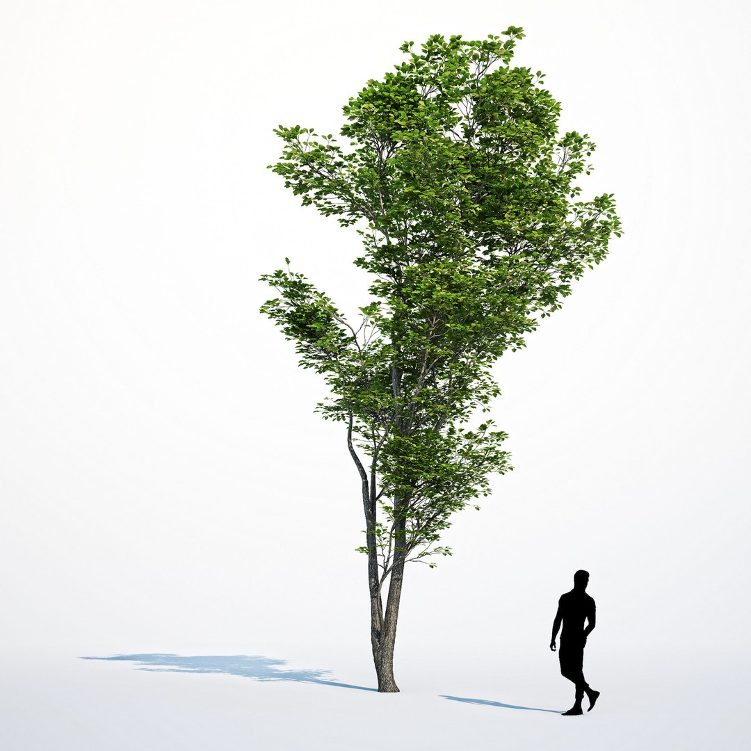 Hornbeam Tree 3d Max