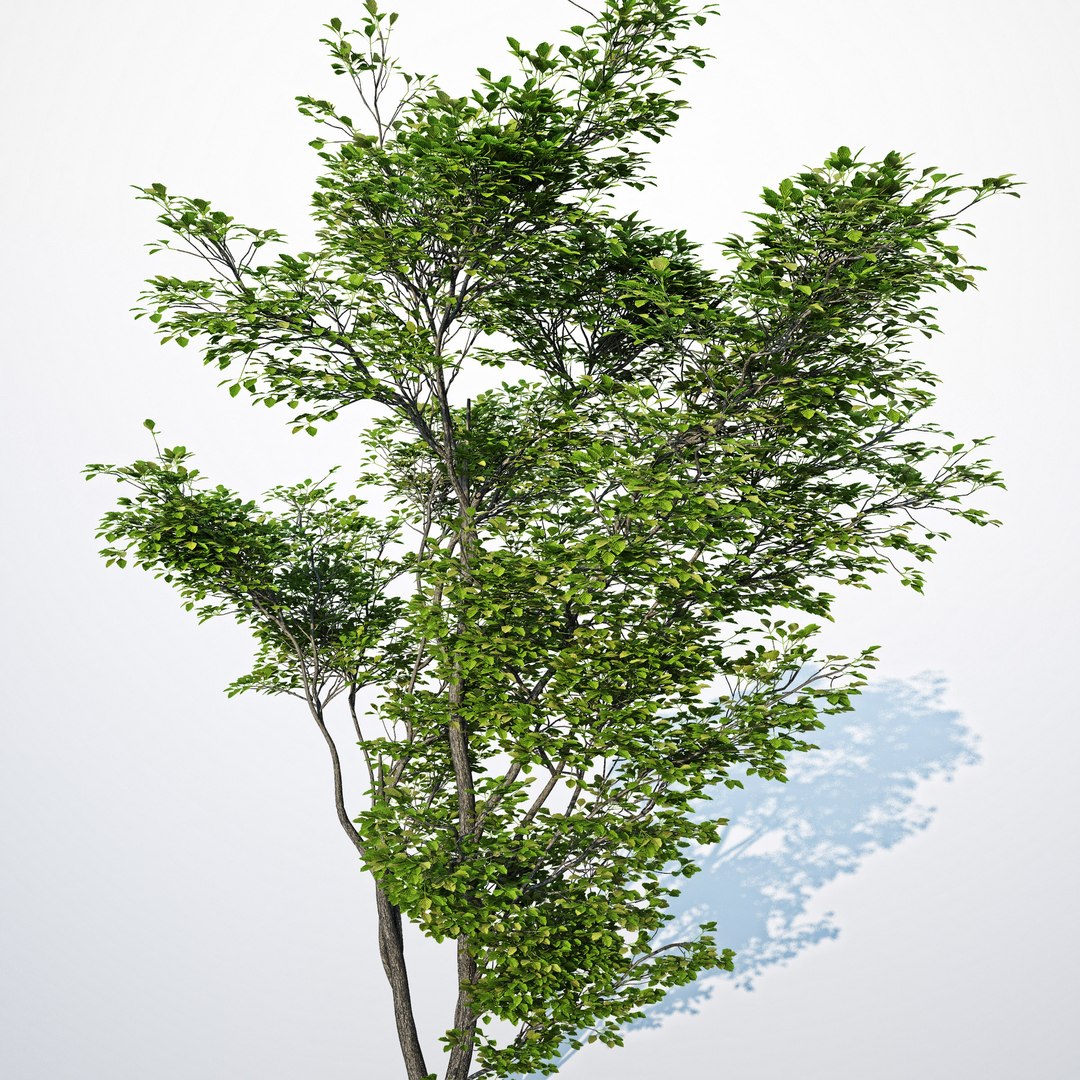 Hornbeam Tree 3d Max