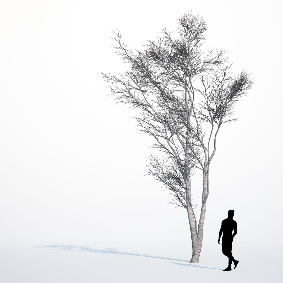 Hornbeam Tree 3d Max