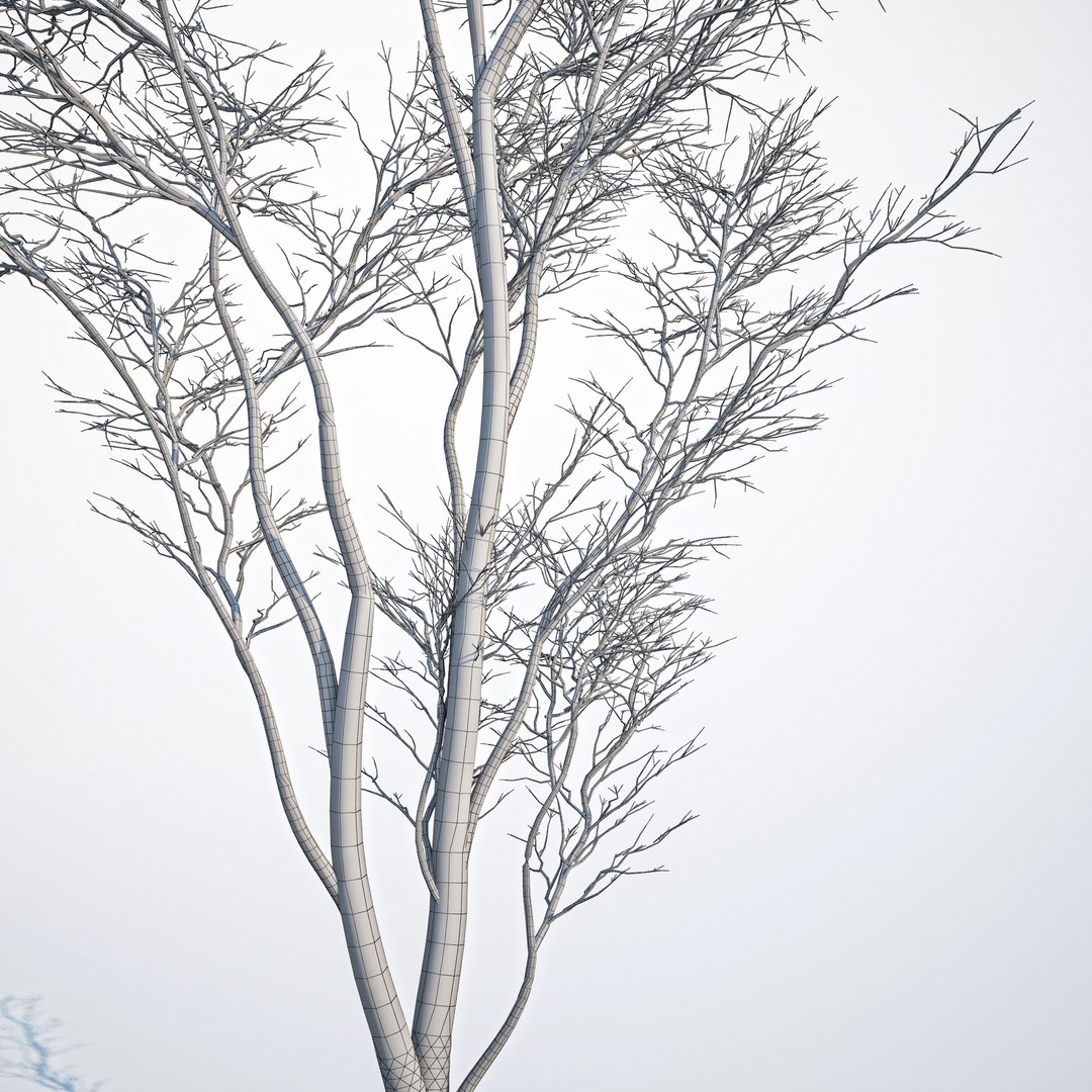 Hornbeam Tree 3d Max